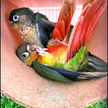 Pet Birds For Sale | Pet Birds and Parrots