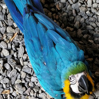 Pet Birds For Sale | Pet Birds and Parrots