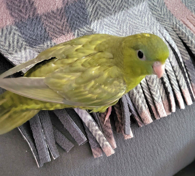 Pet Birds For Sale | Pet Birds and Parrots