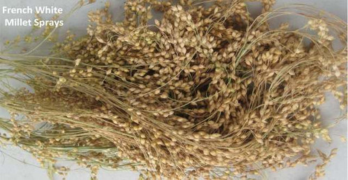 1kg French Millet Sprays | petbirdsparrots