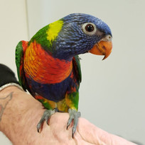 Pet Birds For Sale | Pet Birds and Parrots
