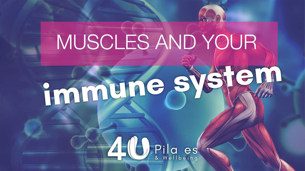 Muscles and the immune system
