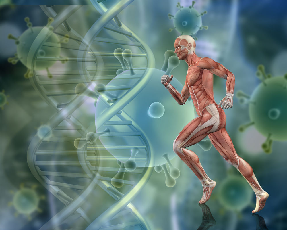 Muscles and the immune system