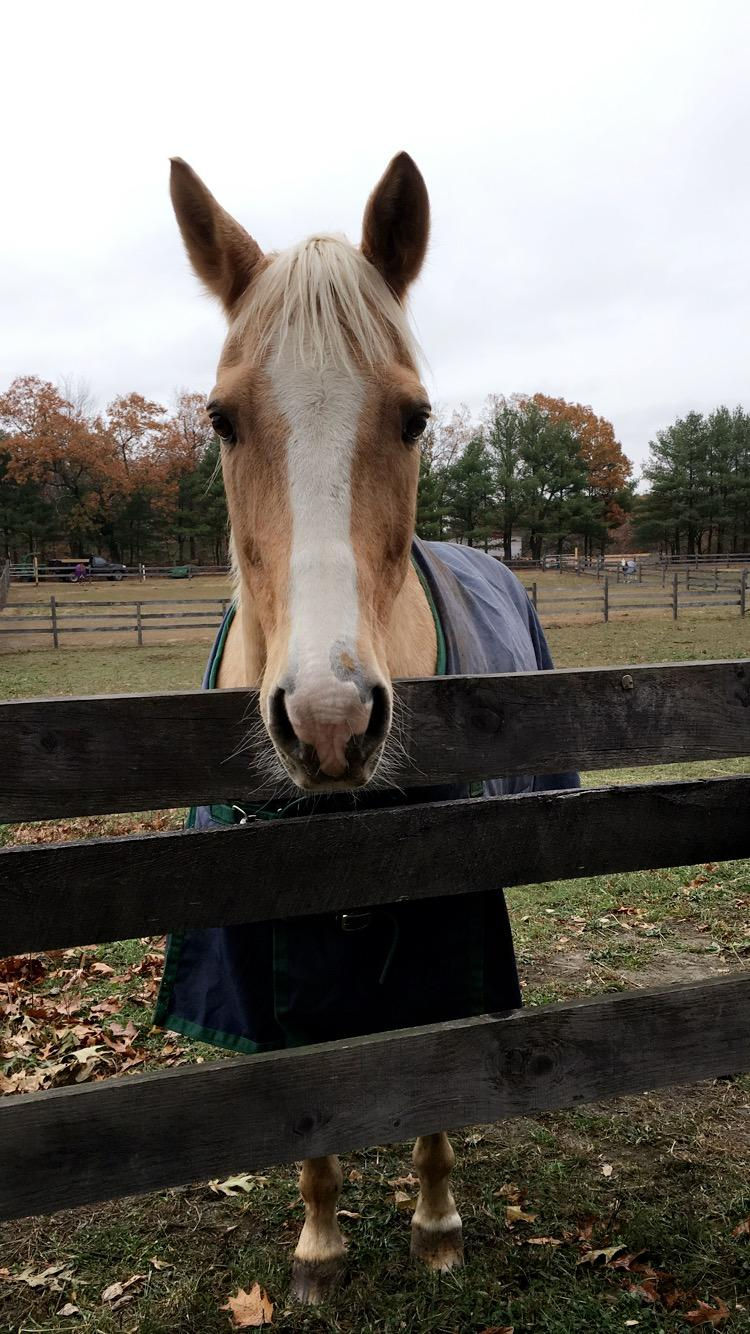 Gallery | Leominster | White Oak Stables