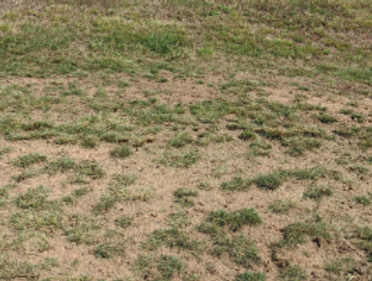 Common Turf Problems and How Tarrytown Turf Can Solve Them