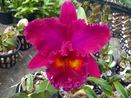 MTP 208 - Blc. George Suzuki | Orquidário Jordão