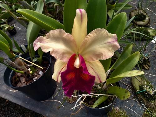 HTP 904 - (Blc. Mem.A-Nunt Meesangnil x Blc. Gale Kramer) x Blc. NSA ...