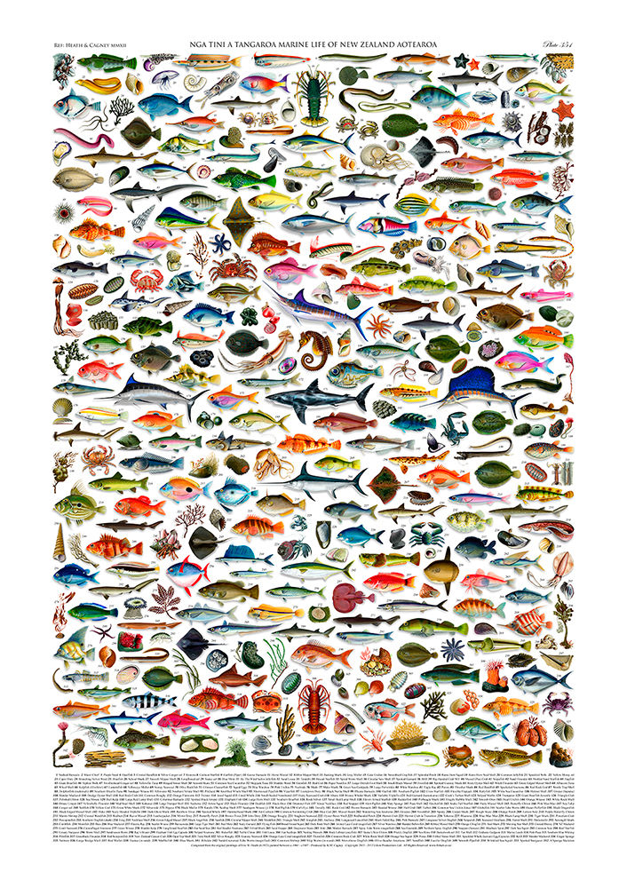 Fish Art Gallery Fine Art Marine Life Prints