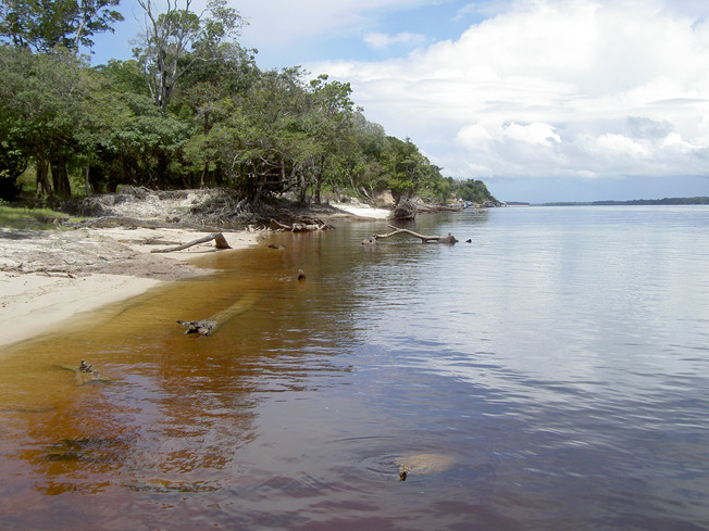 Project Piaba | Berry Ring Aquatics