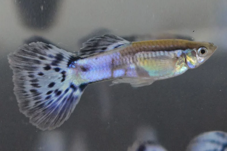 Phoenix Farm | Berry Ring Aquatics