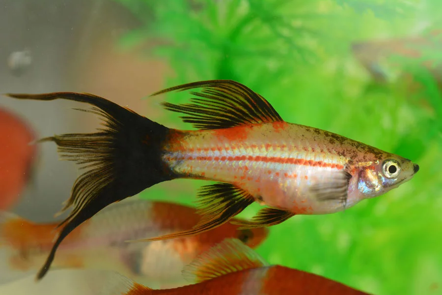 Phoenix Farm | Berry Ring Aquatics