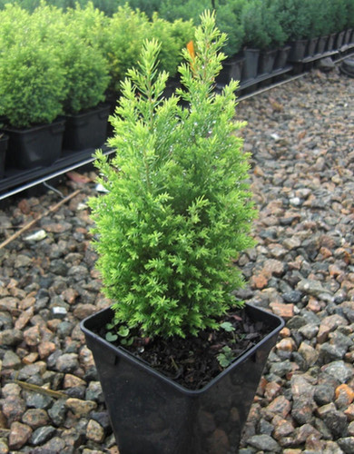 Mini Conifer | Mole End Plants