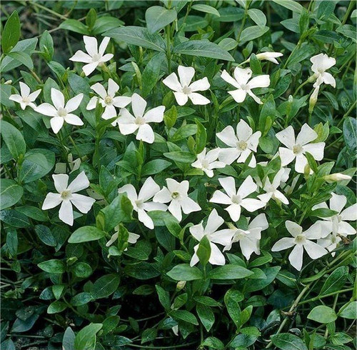 Vinca | Mole End Plants