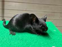 small black mouse uk
