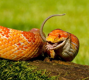 corn snake description
