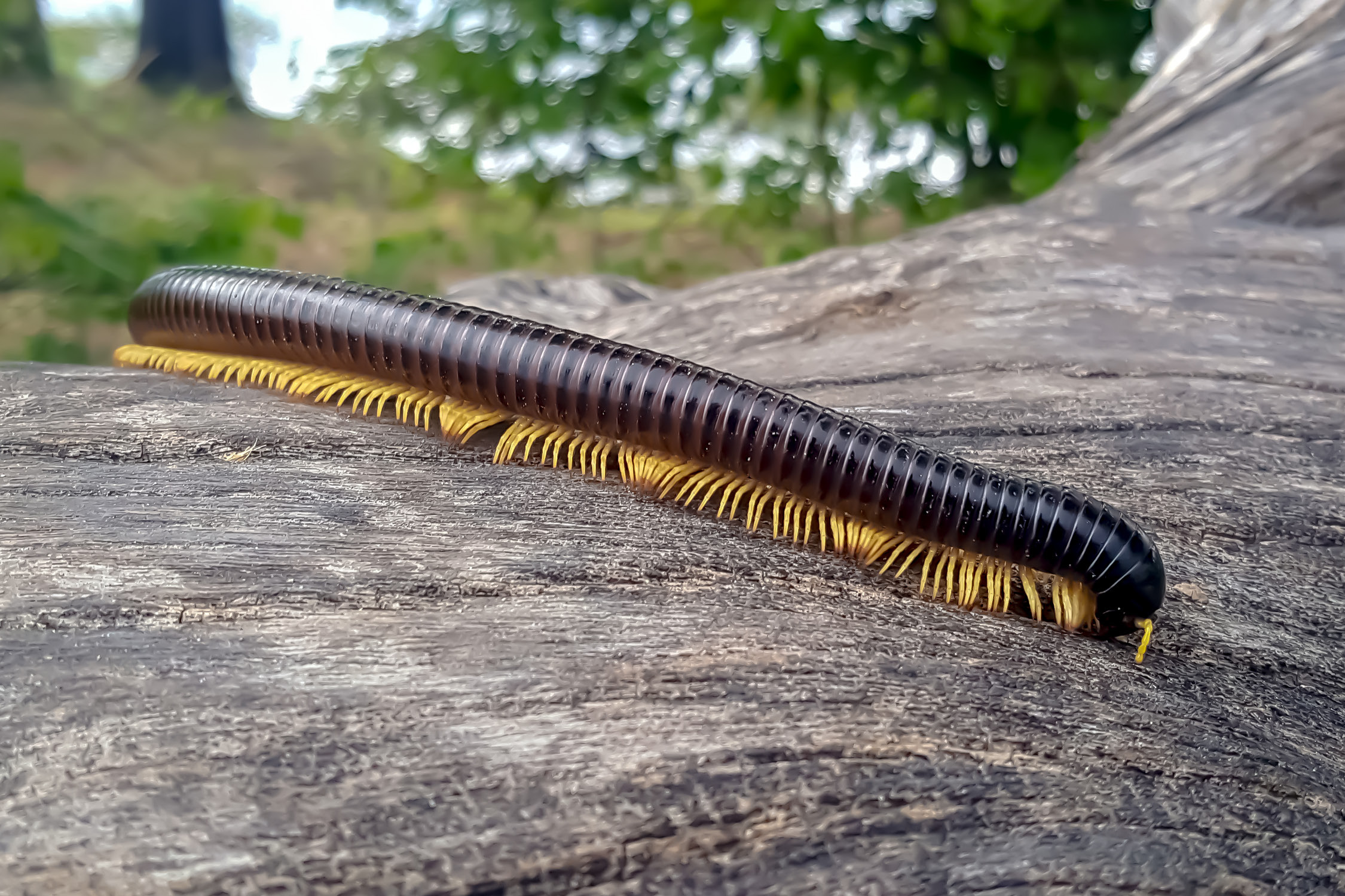 Giant African millipede