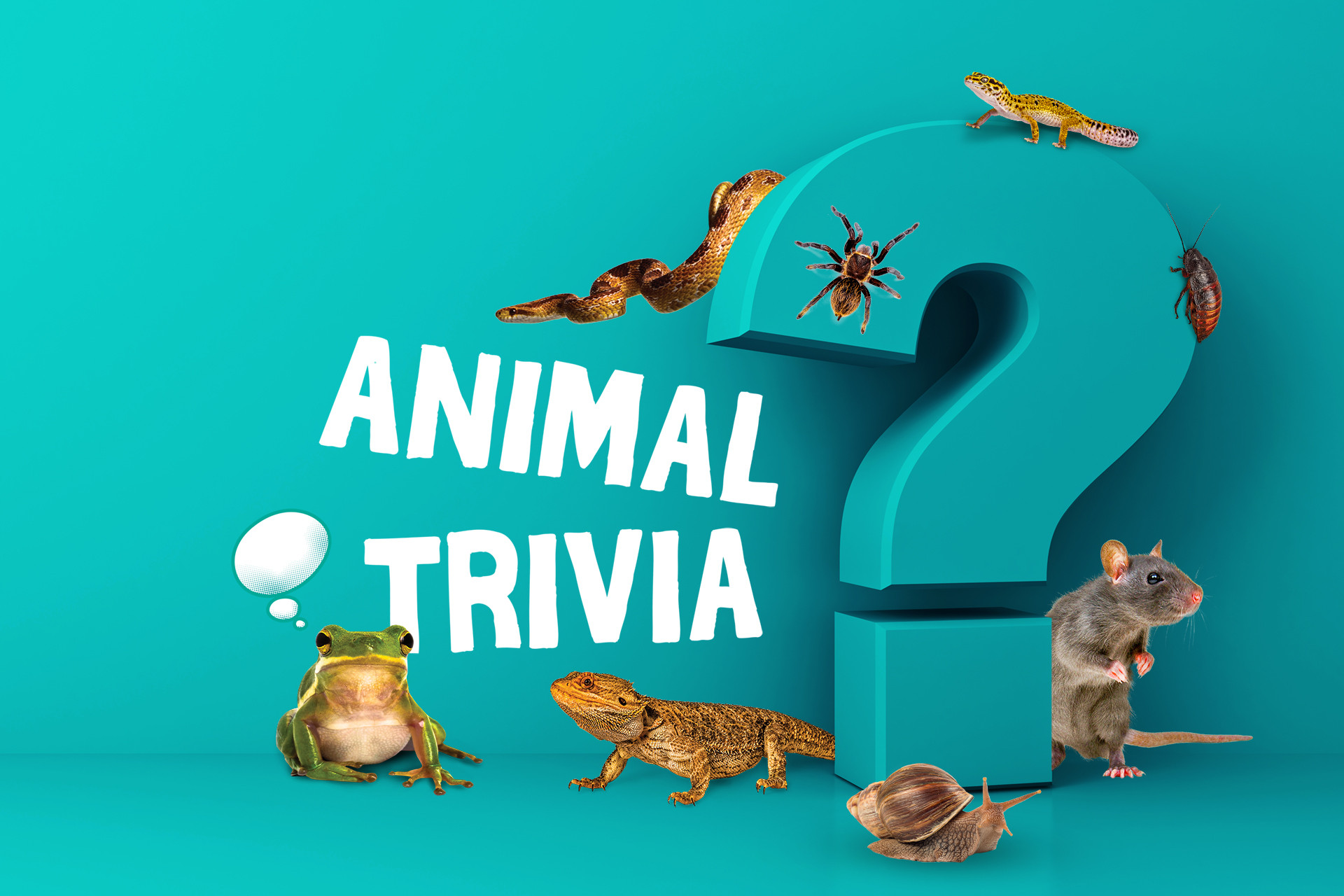 Animal Trivia | ZooLab