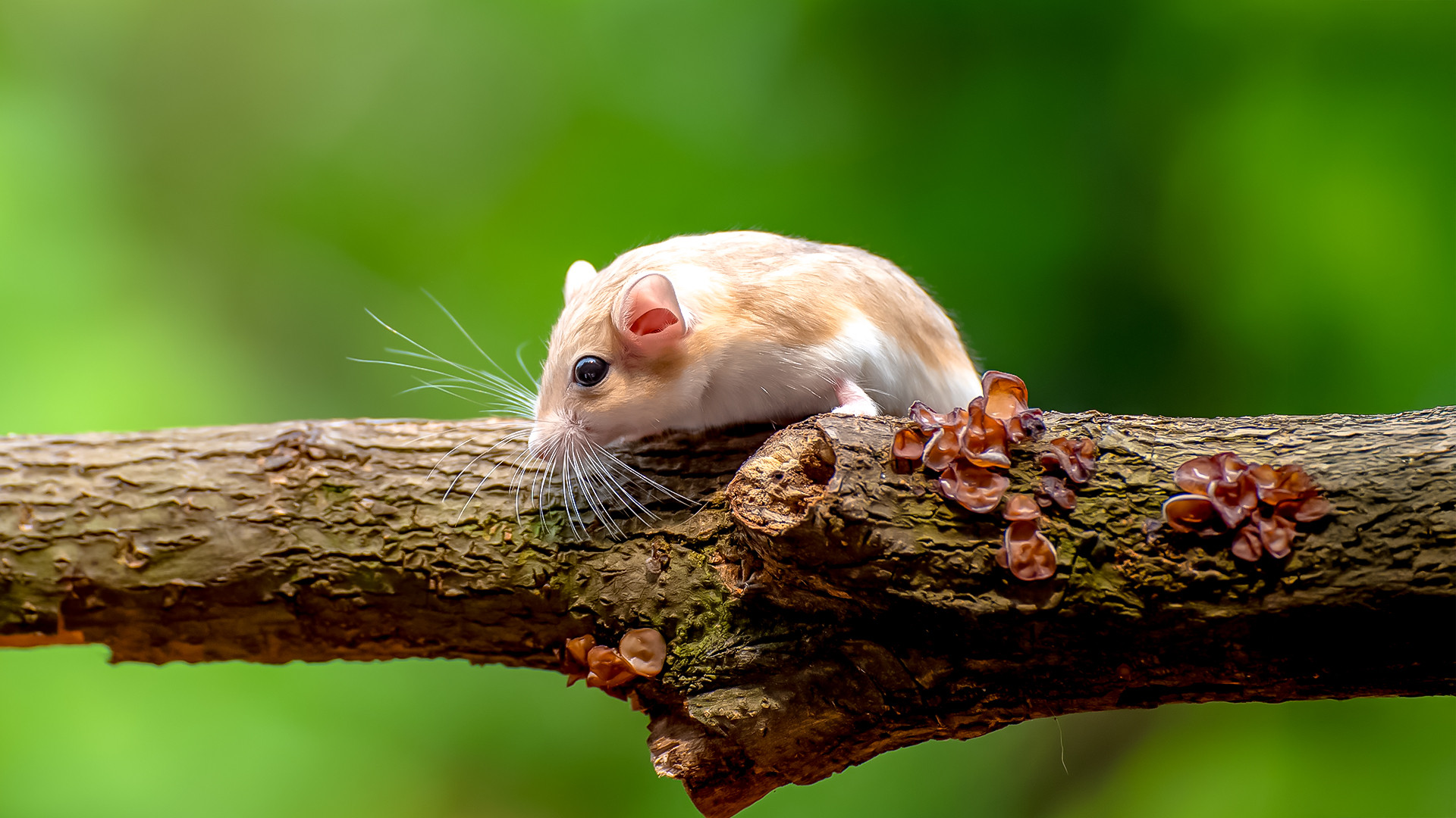 Gerbil