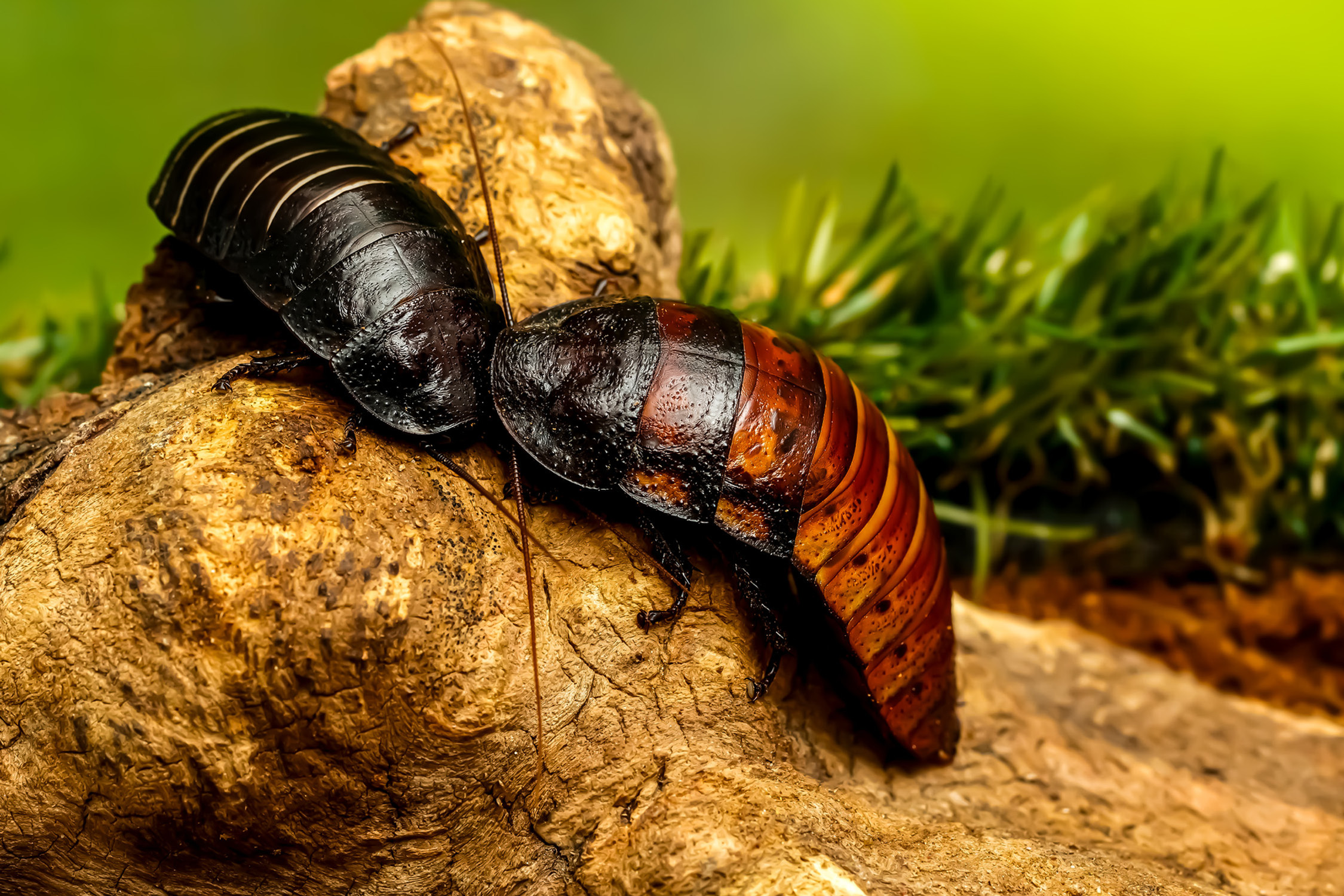 Madagascar hissing cockroach