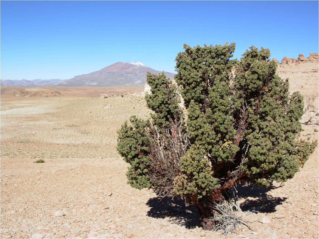 Inicio/Home | ivcipolylepis