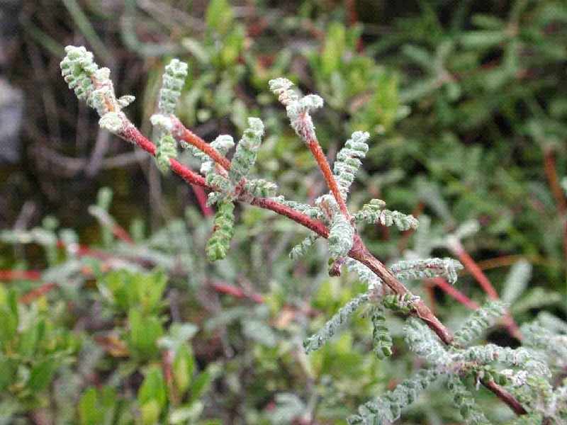 Inicio/Home | ivcipolylepis