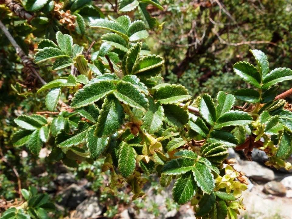 Inicio/Home | ivcipolylepis