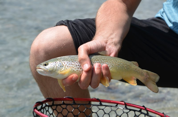 Lake Como Guide | Lake Como Fishing | Lombardia