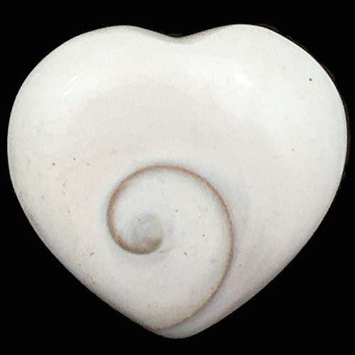 Shiva Eye Shell | Smoky Mountain Beads, Crystals & More