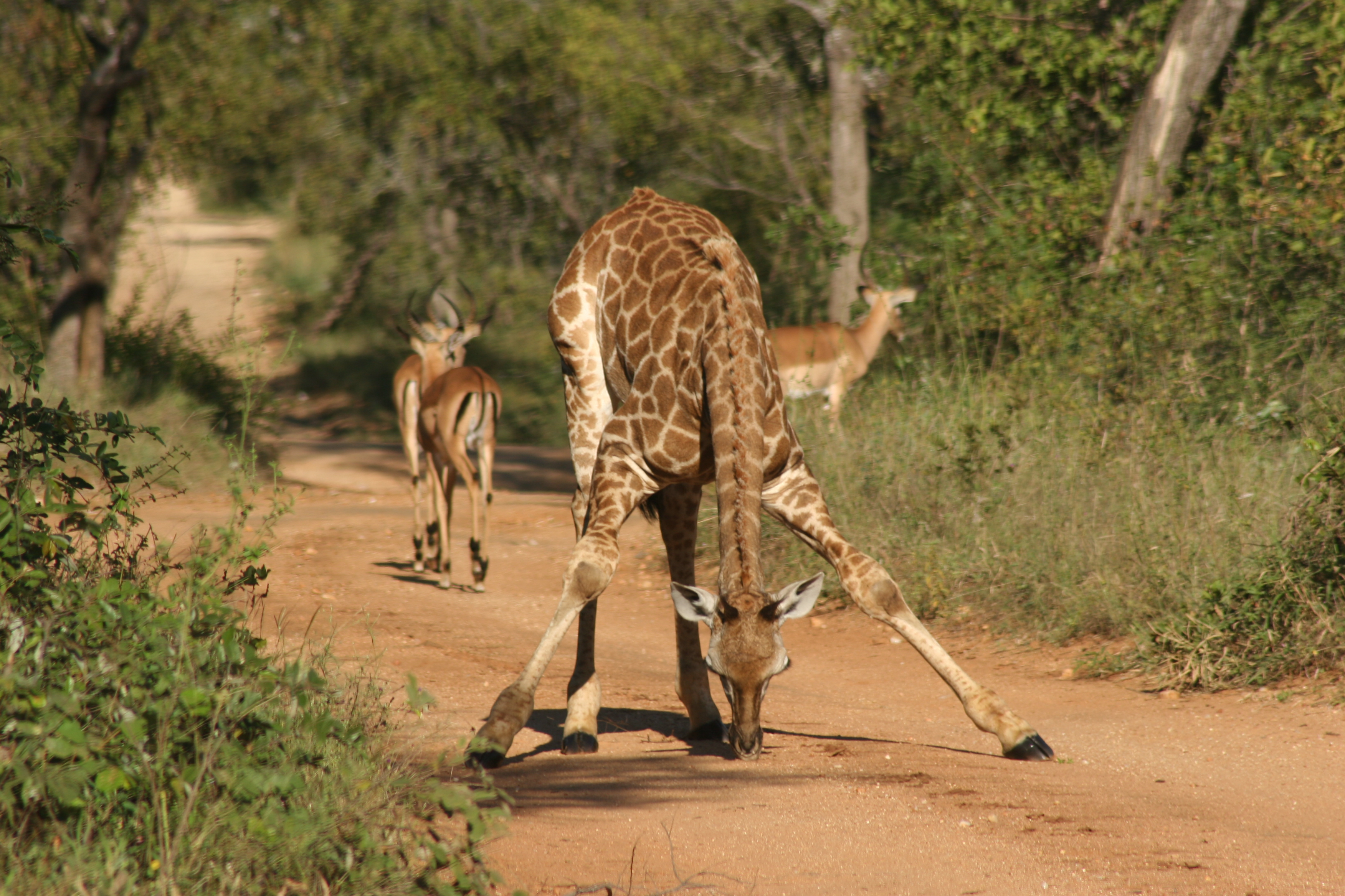 African Volunteers | Siyafunda Wildlife & Conservation | Limpopo South ...
