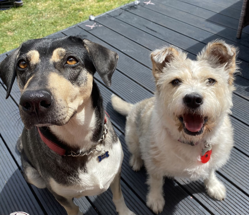 Animal shelters in London: where to adopt a dog, cat or small animal