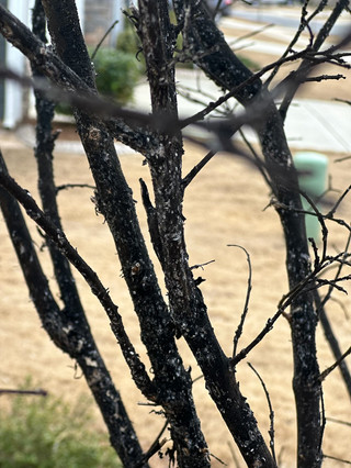 crepe myrtle tree root problems