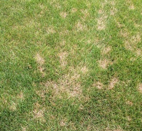 DOLLAR SPOT IN BERMUDA TURF