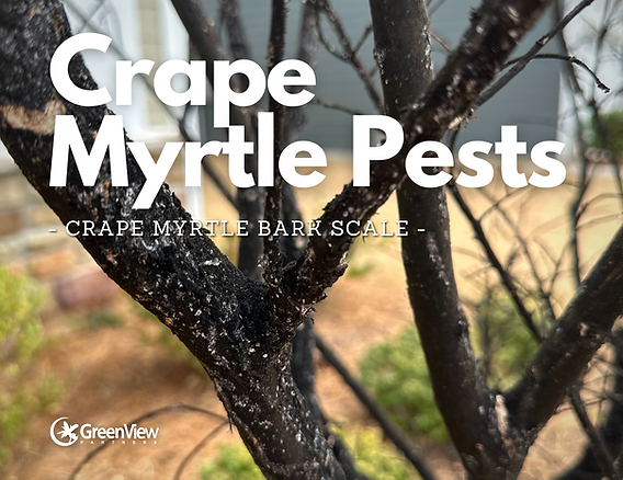 crepe myrtle tree root problems