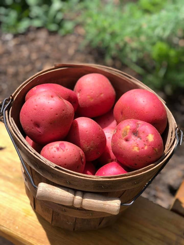 Red creamer Potatoes - 2# bag | farm 99