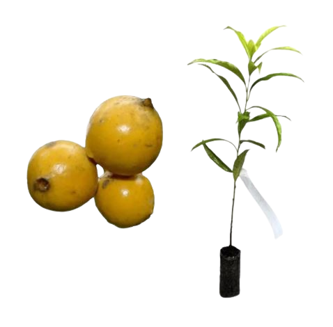 BAGA DE MACACO | D'Marco Agrocomercial