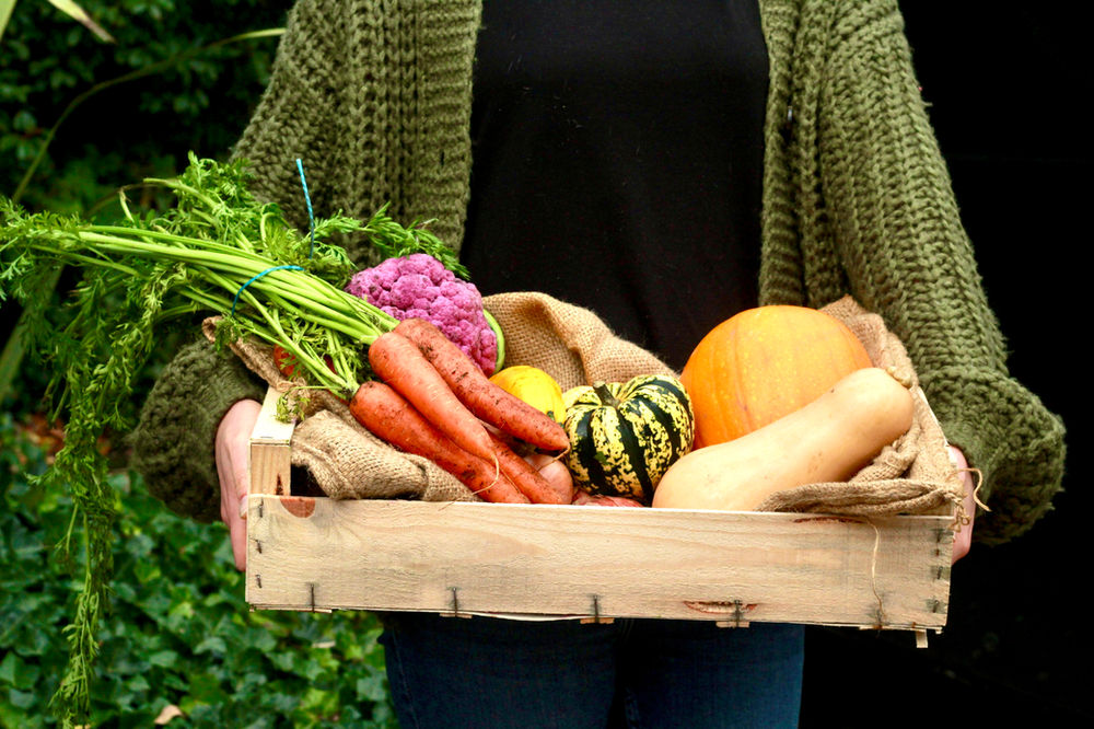 Introducing Xcess: The Independent Food Redistribution Network