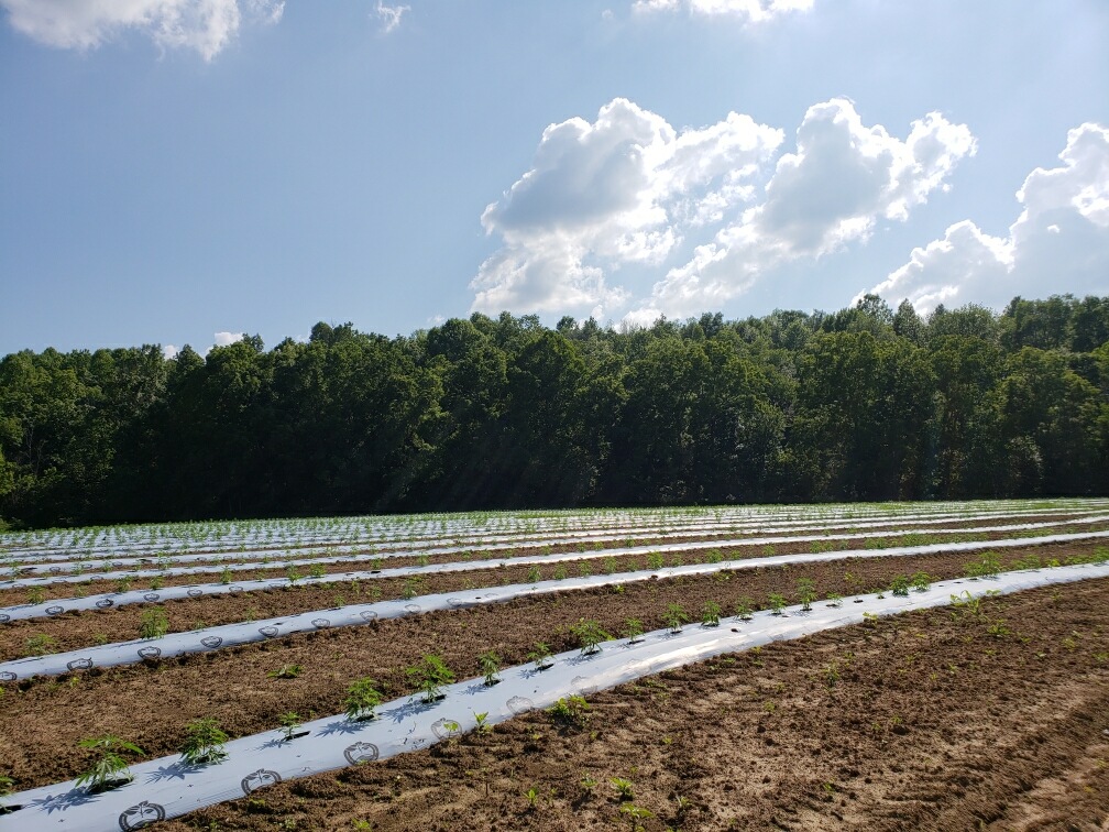 Our Story | Kentucky CBD | Bluegrass Hemp Oil