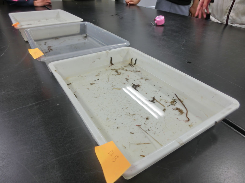 Field activity : Leech hunting.