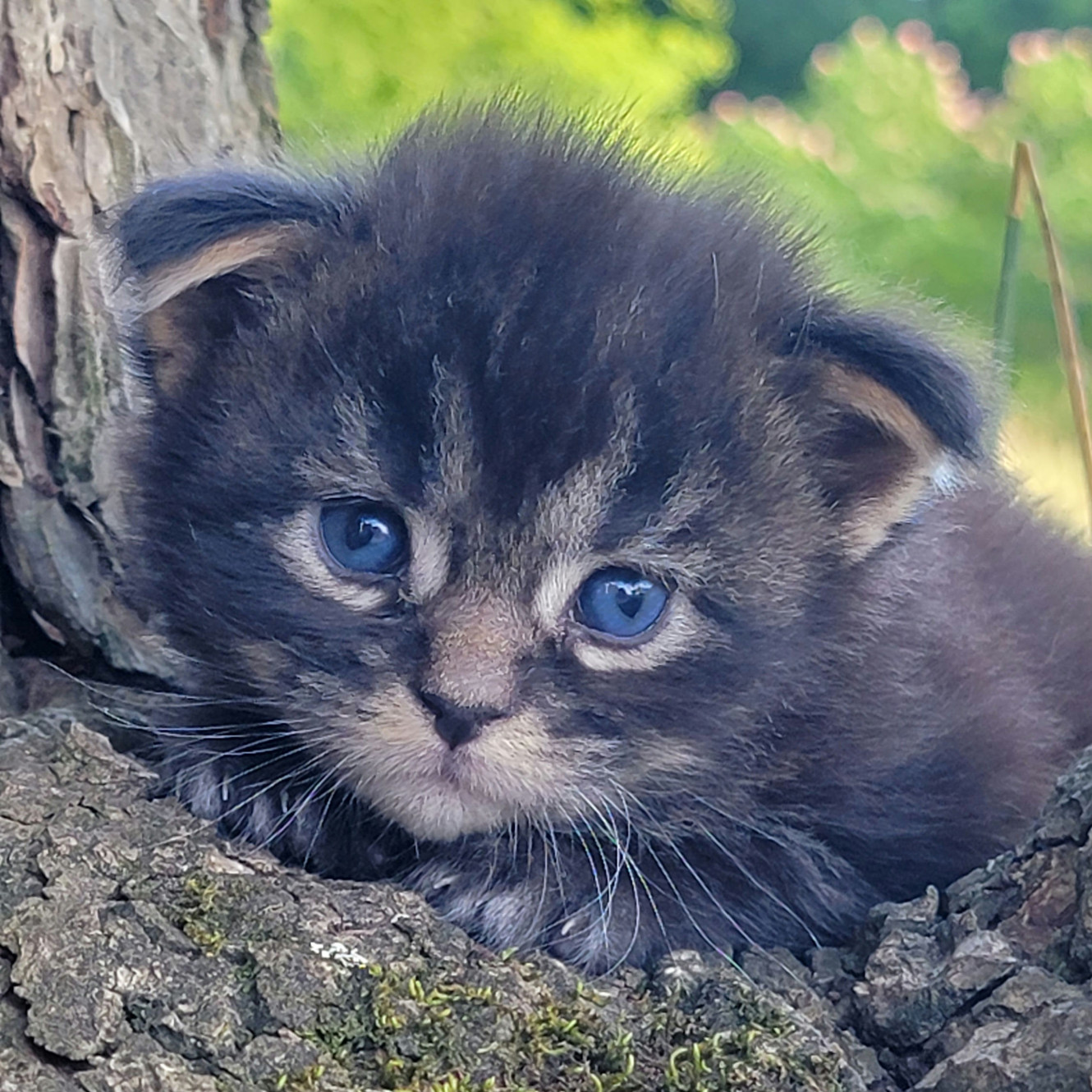 Maine Coon Kittens | Kingsfold Cattery | Alabama