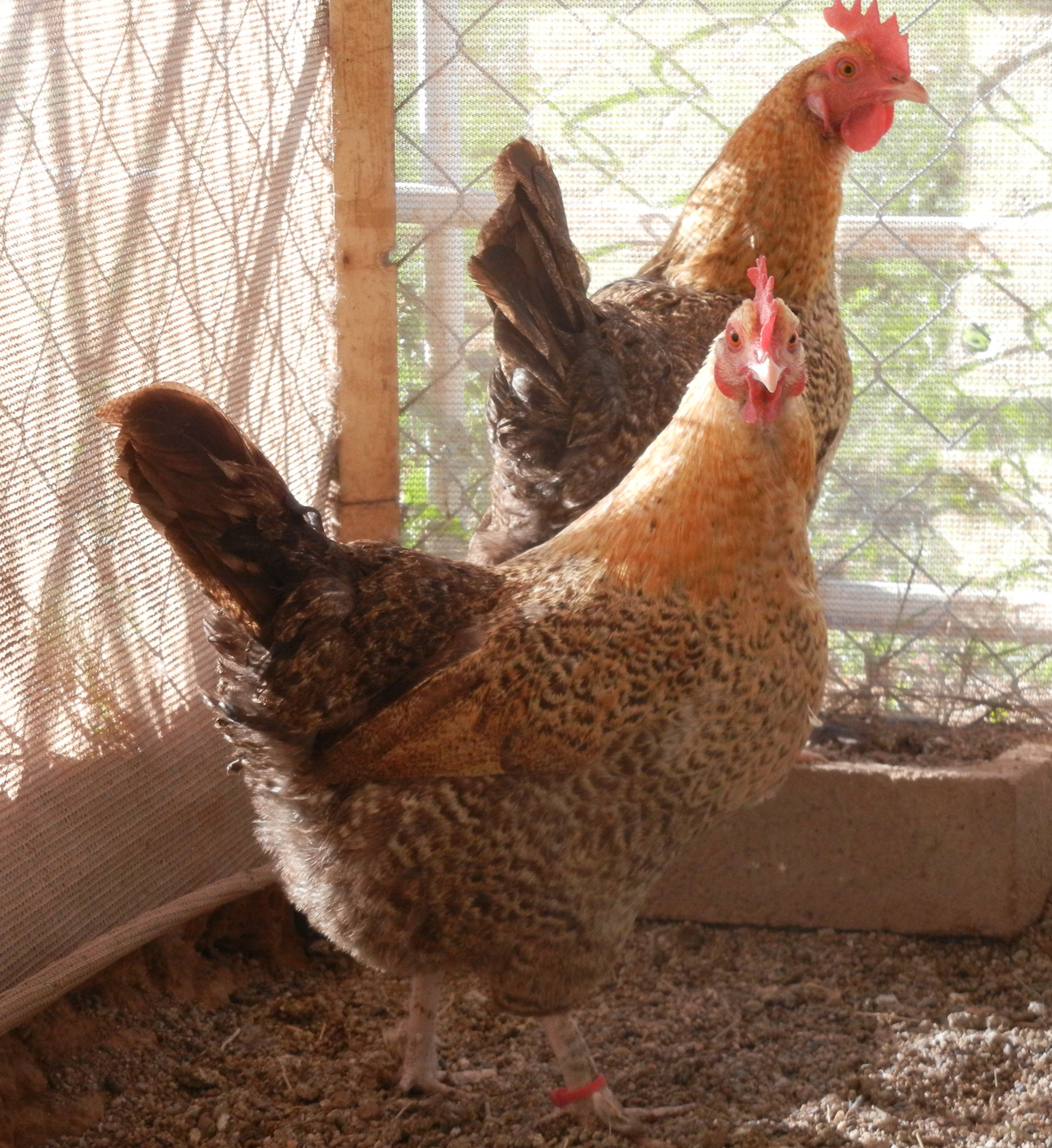 Photo Gallery | jps-poultry