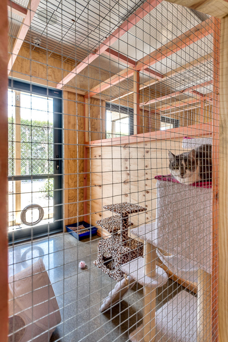 Whiskers & Paws Luxury Cat Resort-Hawkes Bay