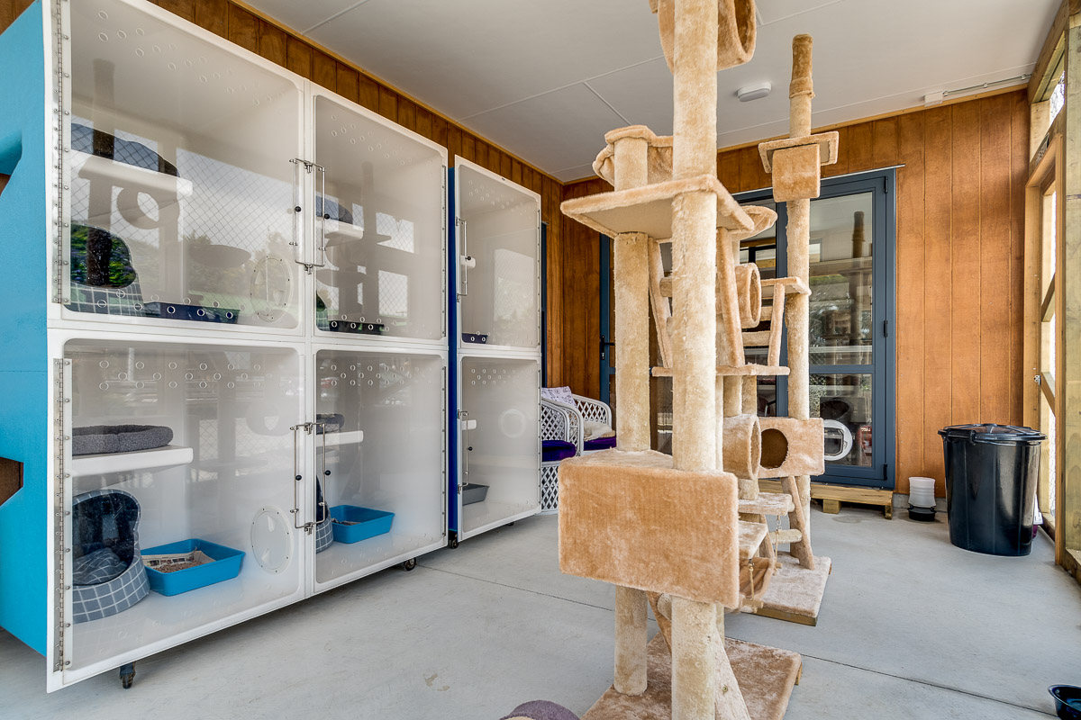 Whiskers & Paws Luxury Cat Resort-Hawkes Bay