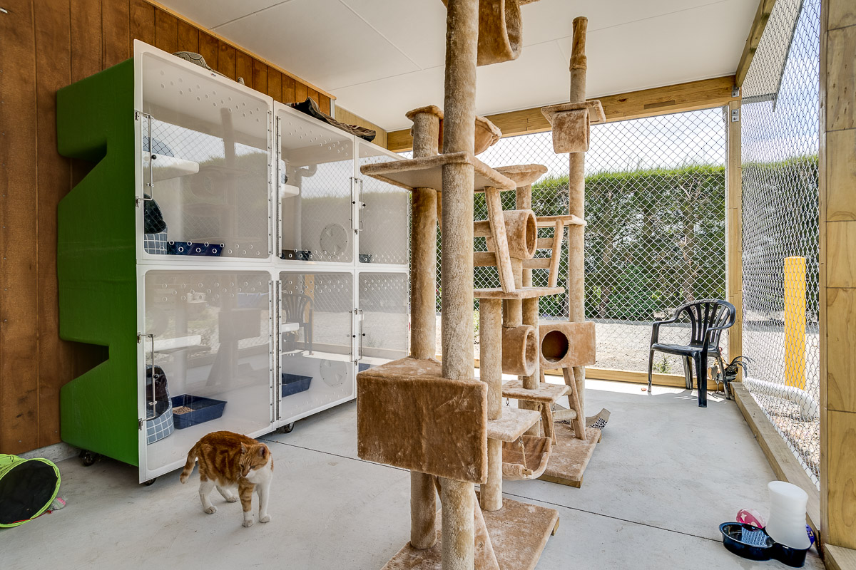 Whiskers & Paws Luxury Cat Resort-Hawkes Bay