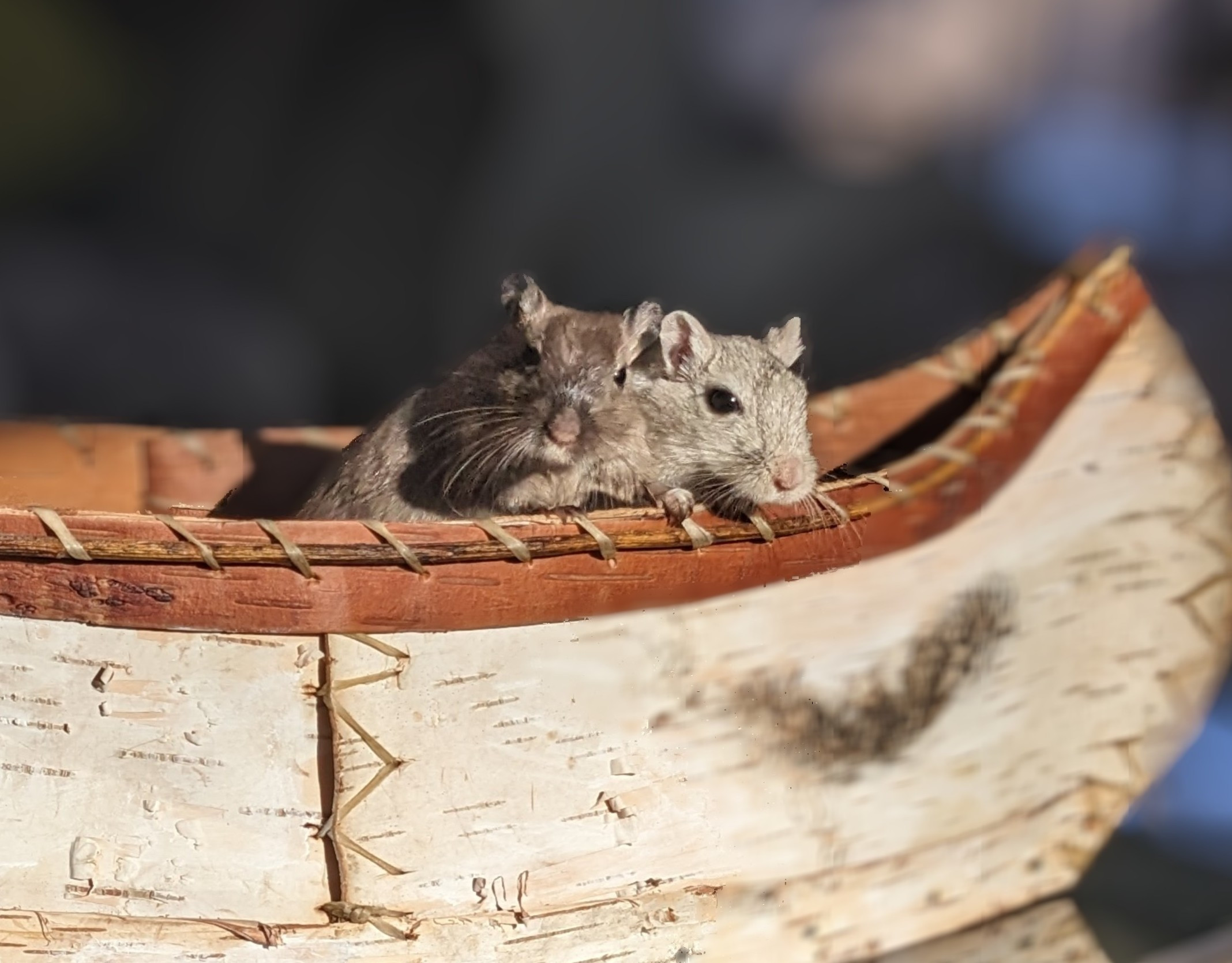 Northstar Gerbils