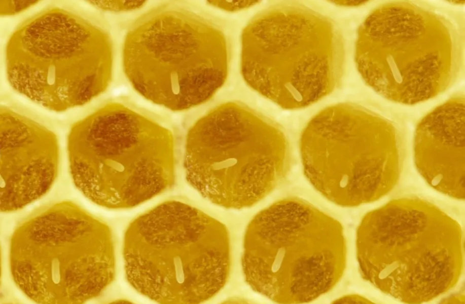 Comb Building and Queen Activity.