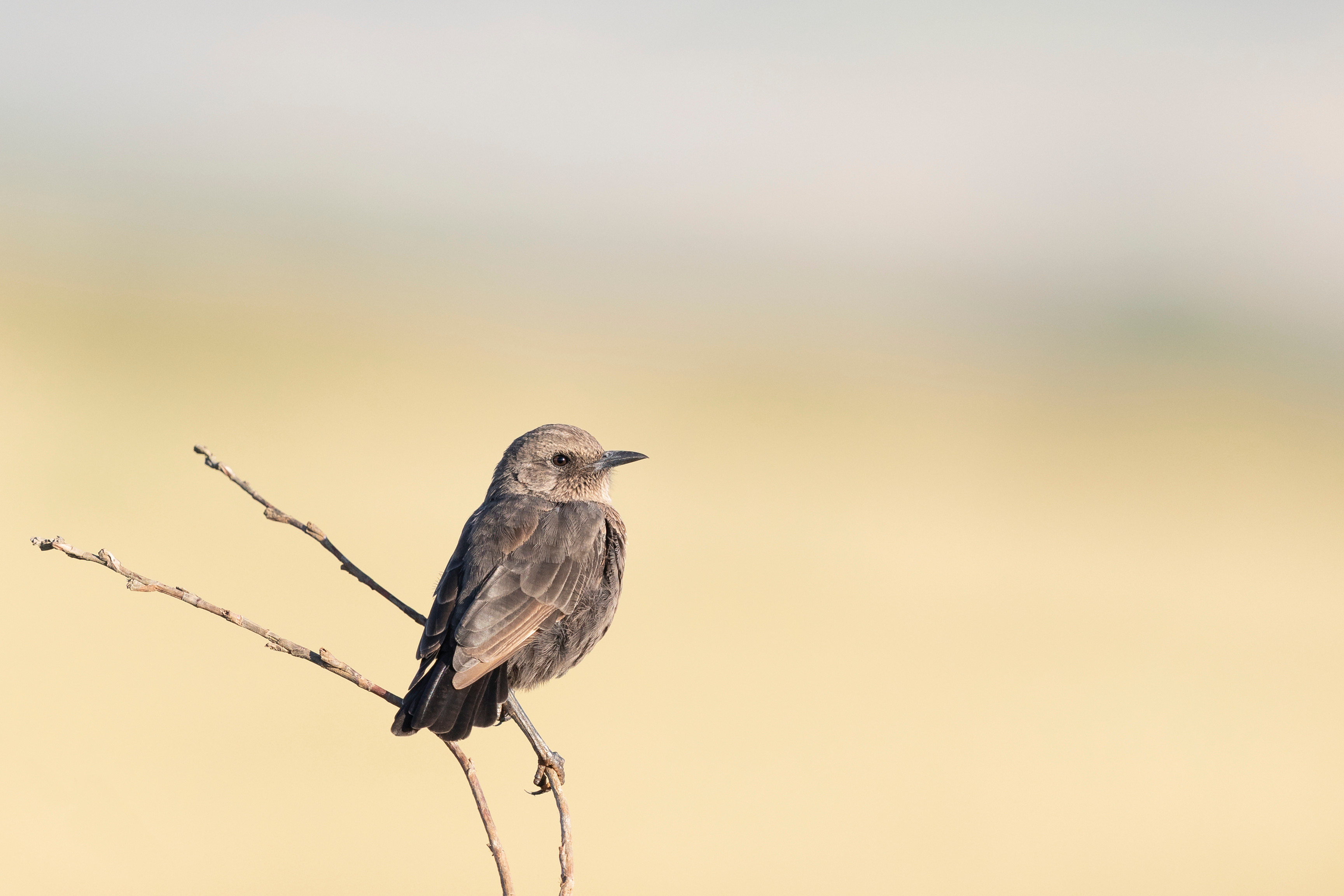 Ant-eating Chat | wonderofbirds