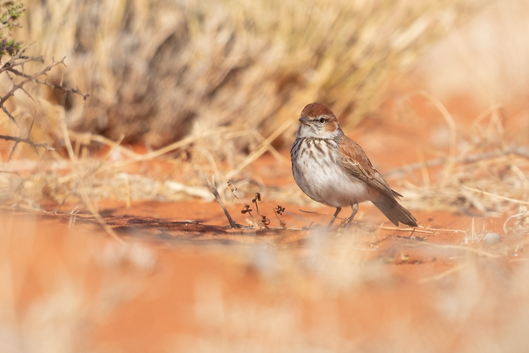 Red Lark | wonderofbirds