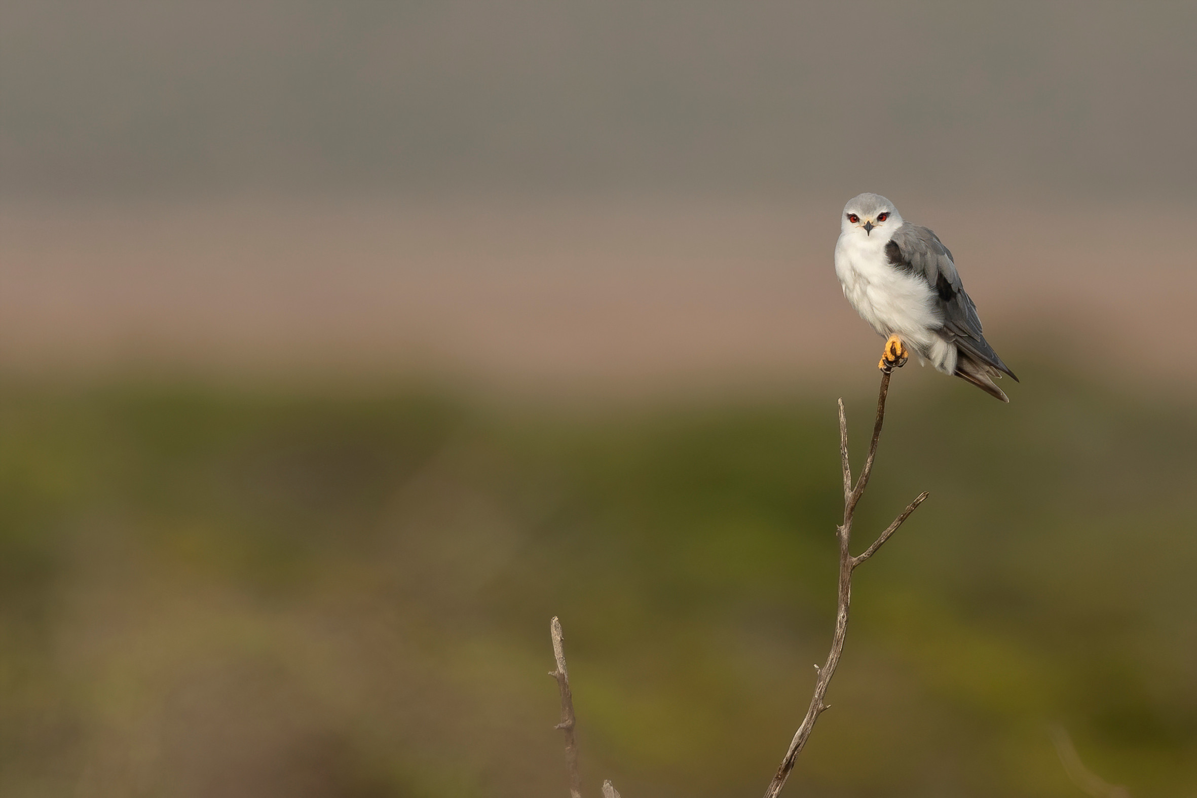 Black-winged Kite | wonderofbirds