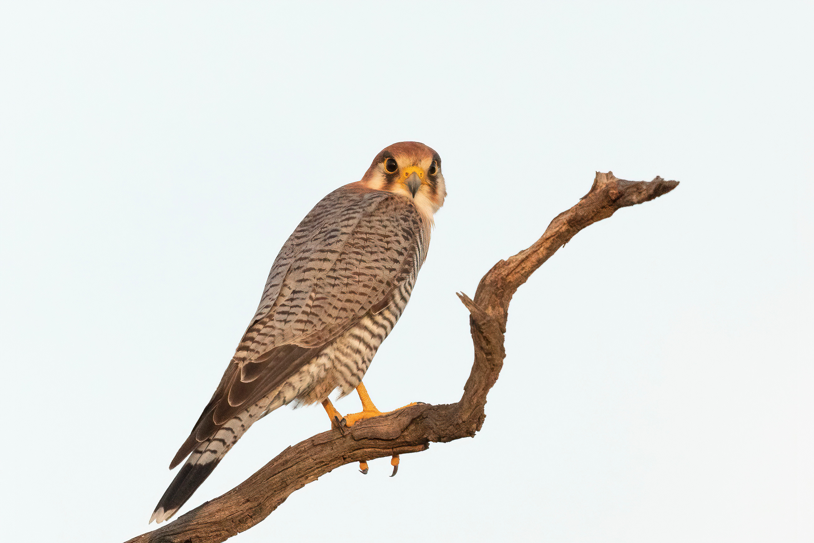 Red-necked Falcon | wonderofbirds