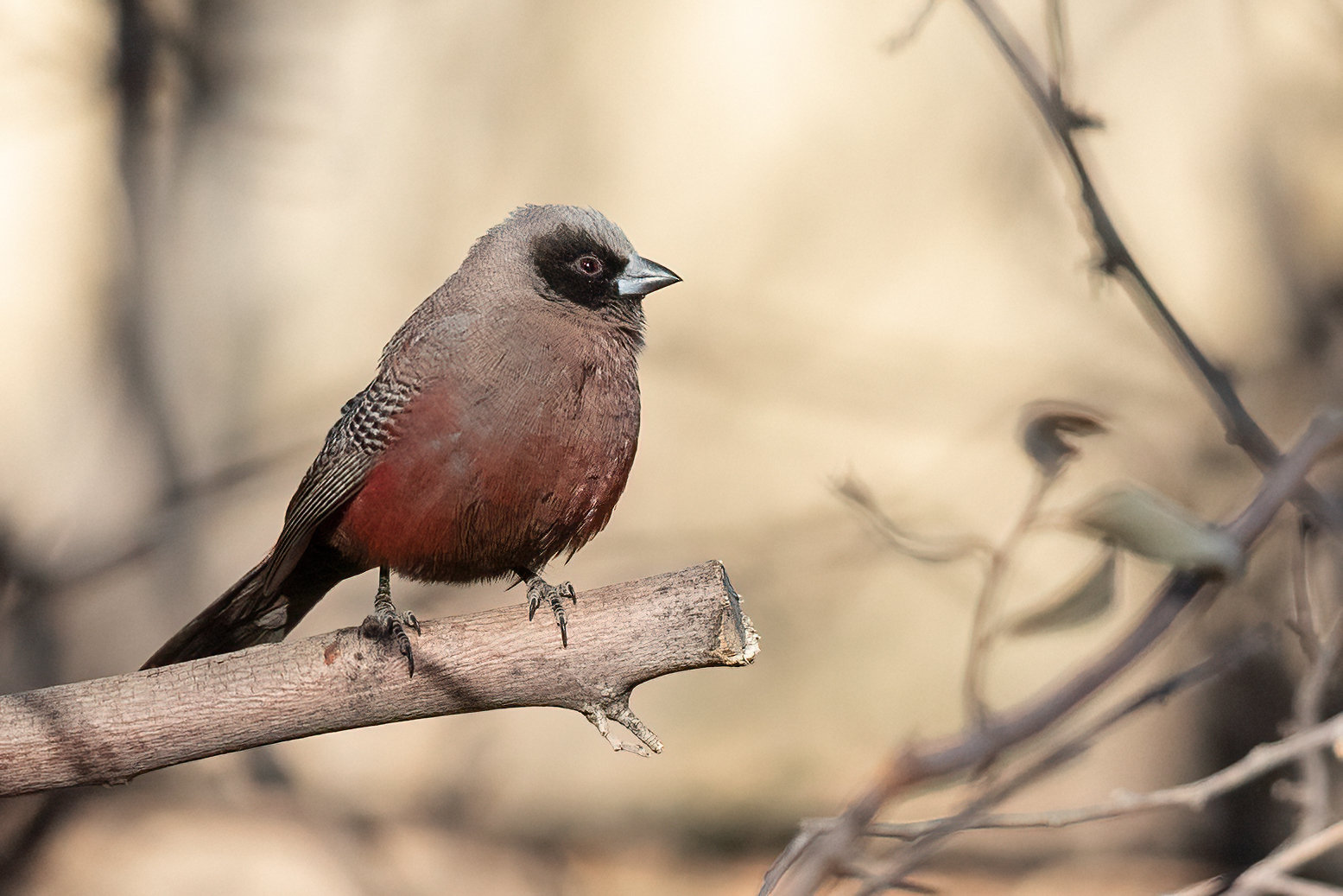 Black-faced Waxbill | wonderofbirds